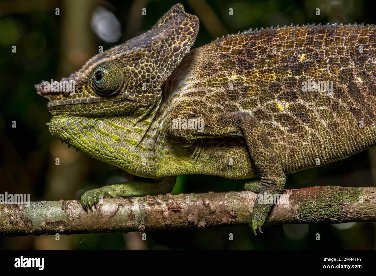 Malthes elephant-eared chameleon (Calumma cf. malthe), Marojejy ...