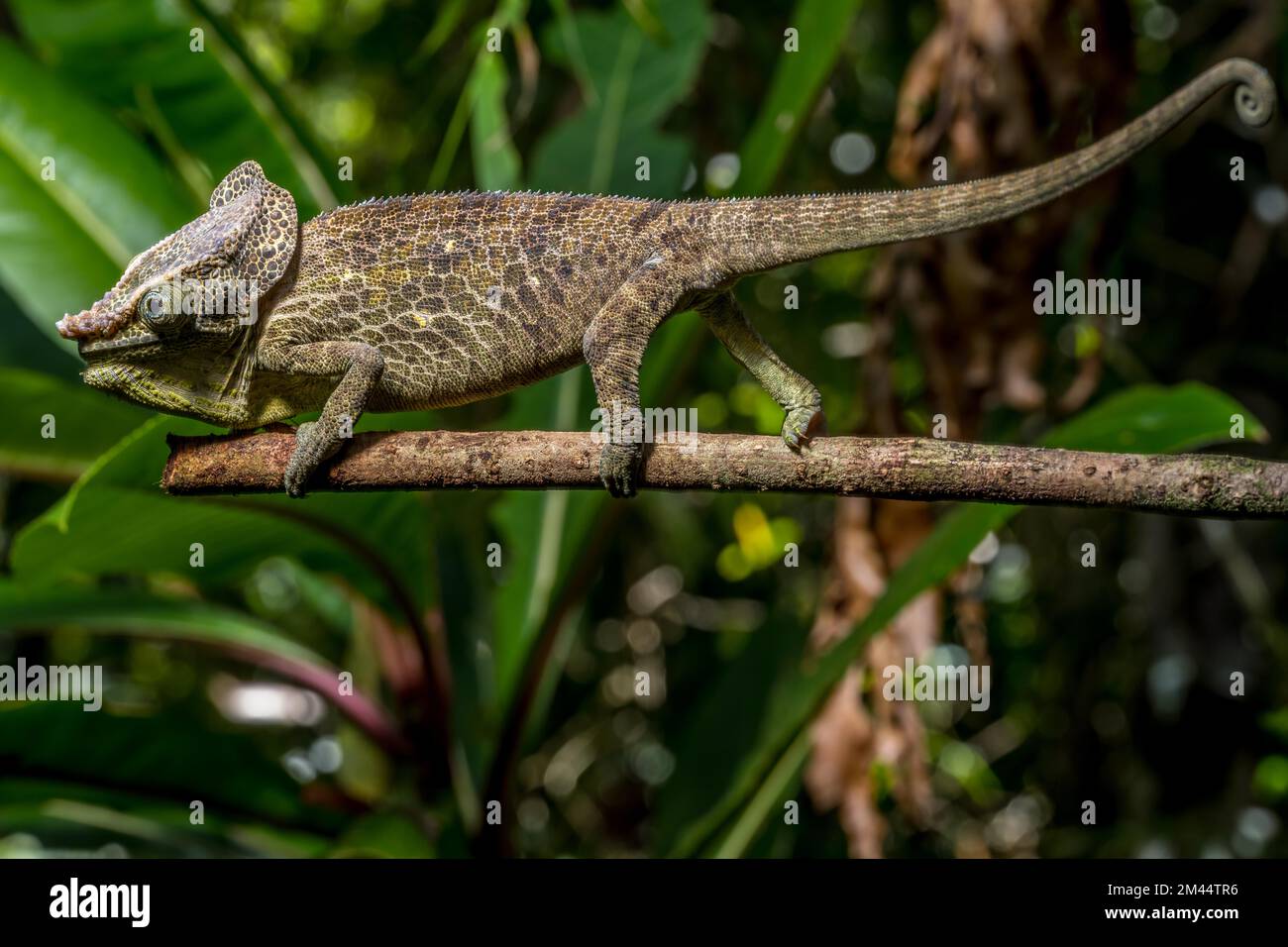 Malthes elephant-eared chameleon (Calumma cf. malthe), Marojejy ...