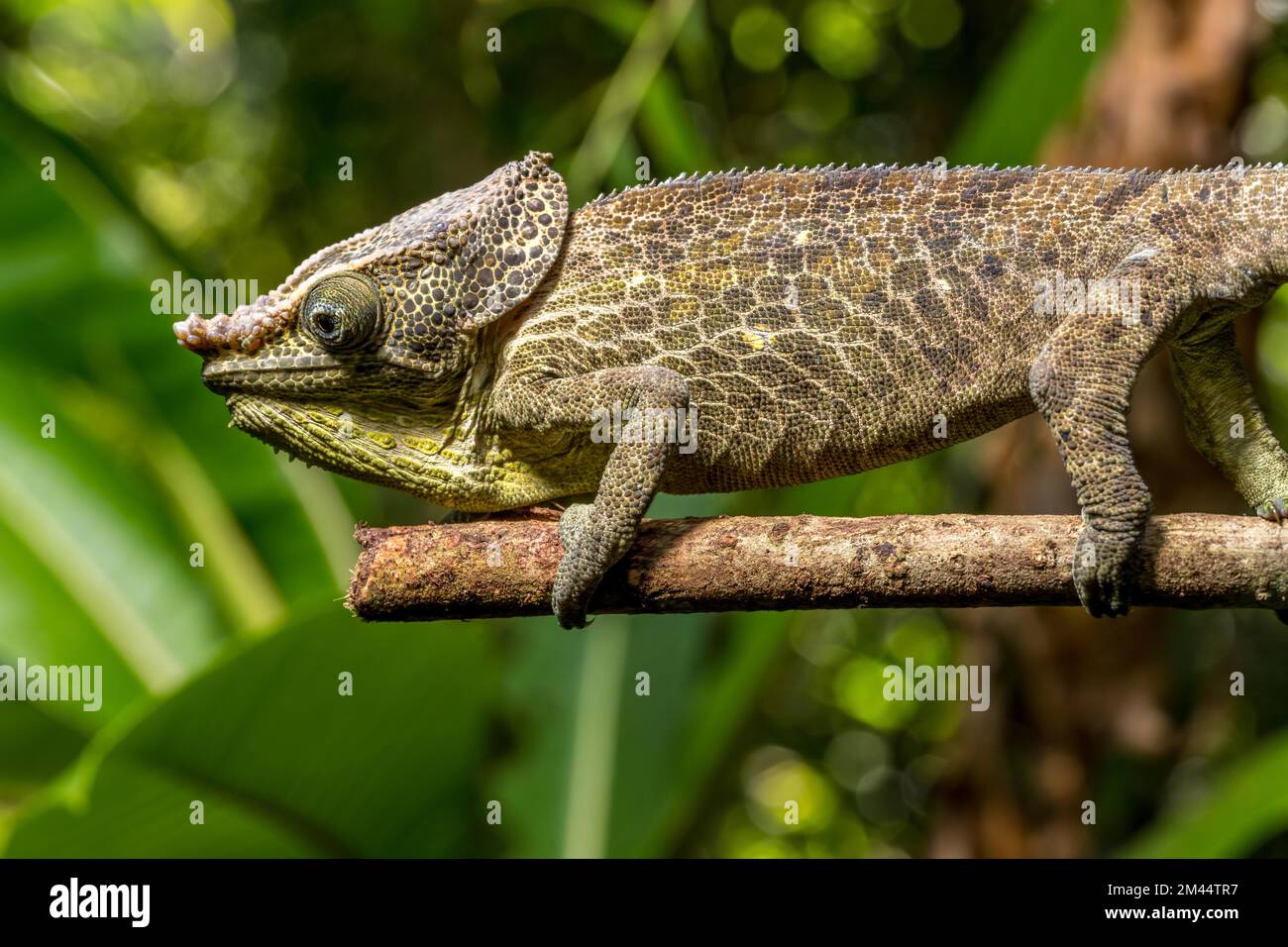 Elephant ear chameleon hi-res stock photography and images - Alamy