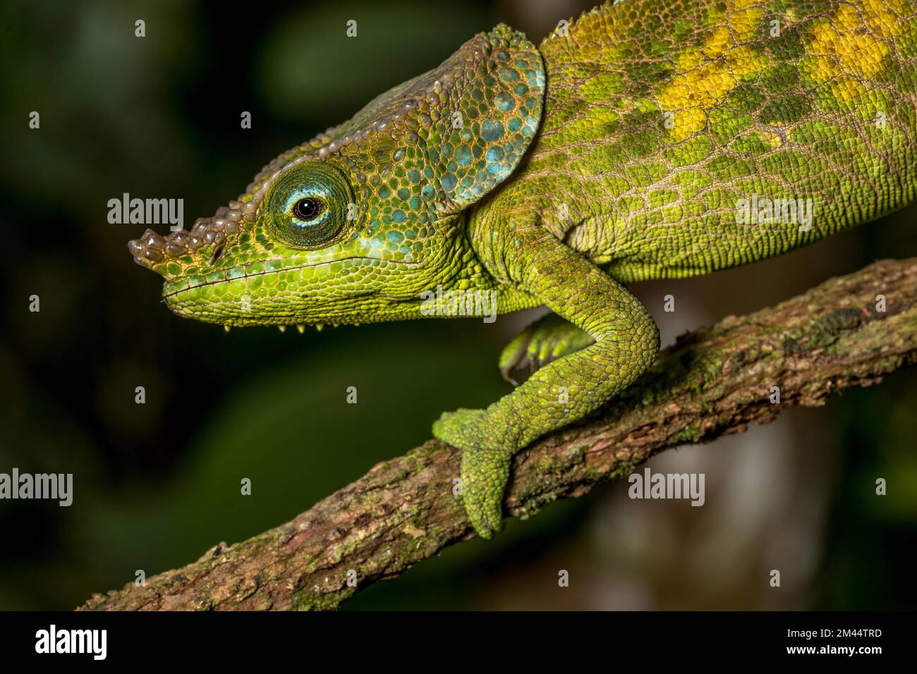 Malthes elephant-eared chameleon (Calumma cf. malthe), Marojejy ...