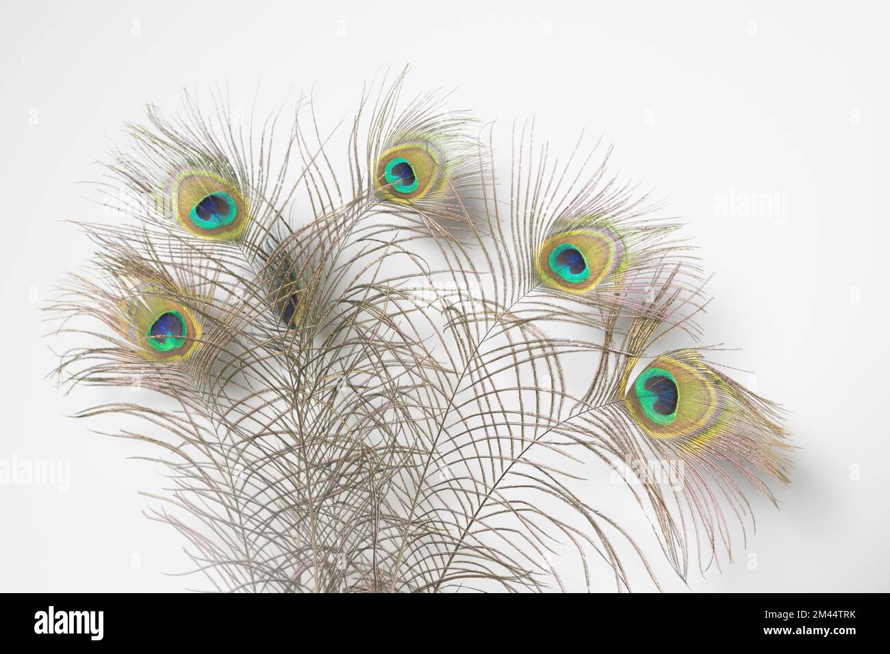 Peacock feathers isolated on white background. copy space Stock Photo ...