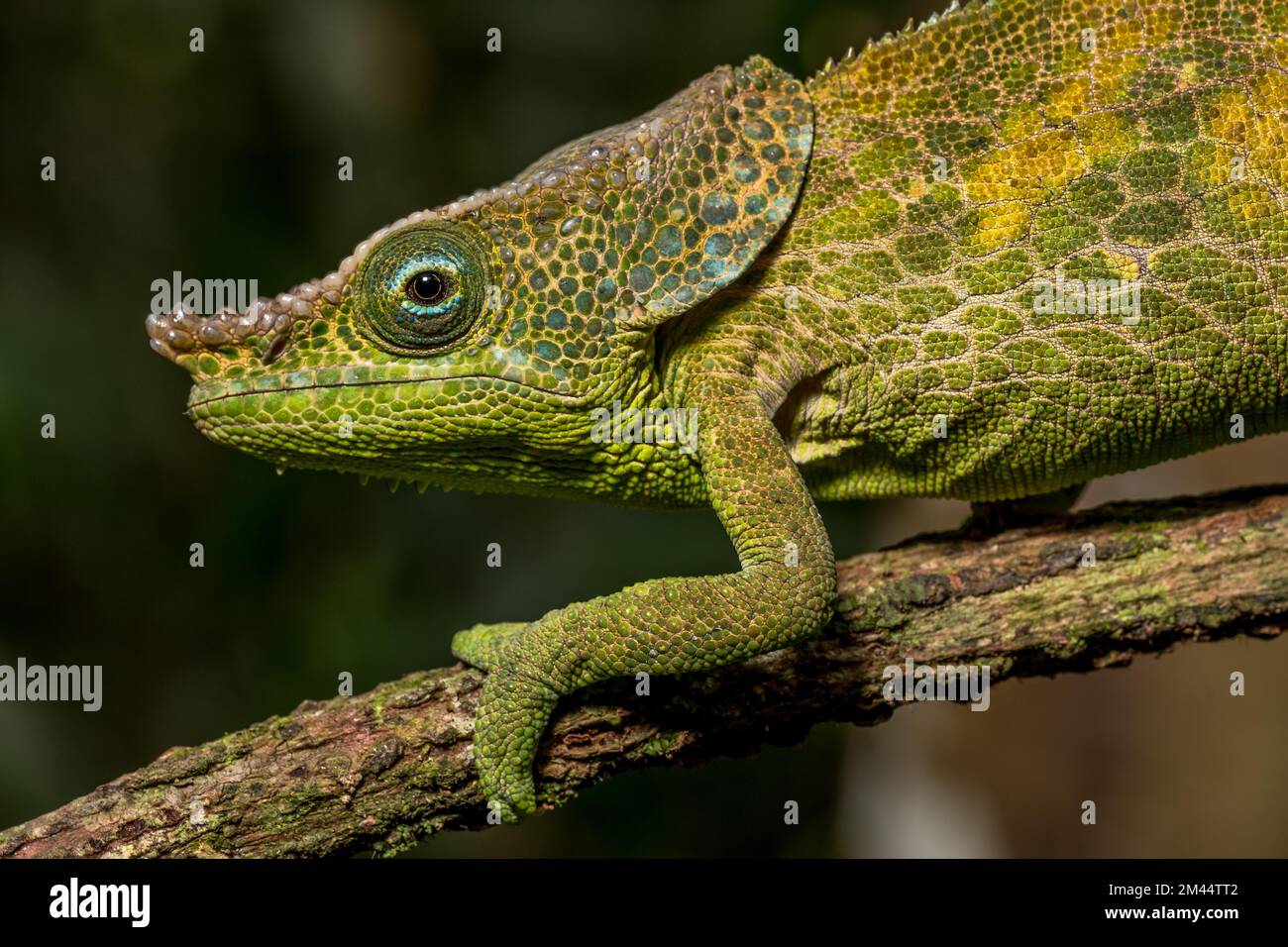 Malthes elephant-eared chameleon (Calumma cf. malthe), Marojejy ...