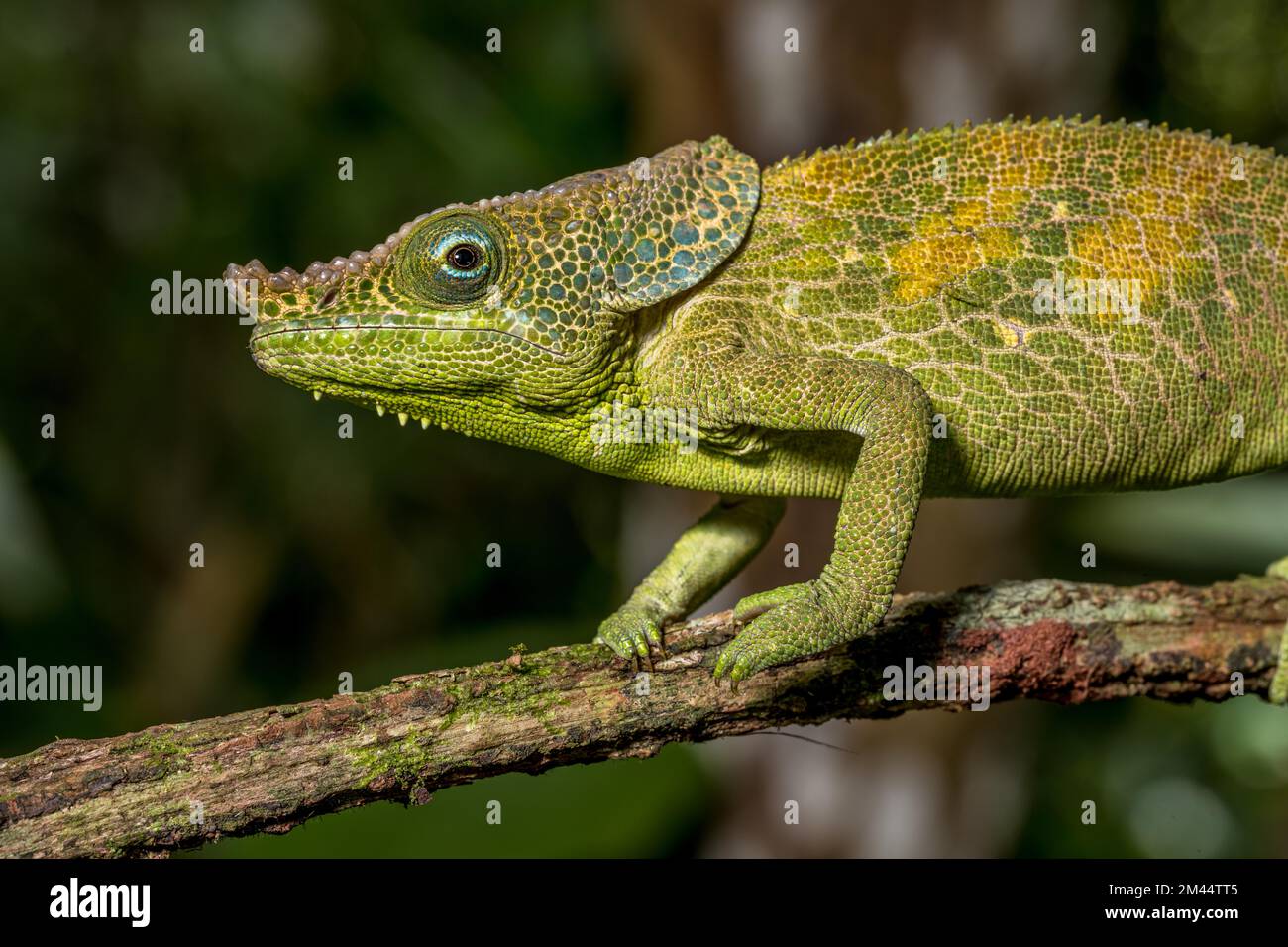 Malthes elephant-eared chameleon (Calumma cf. malthe), Marojejy ...