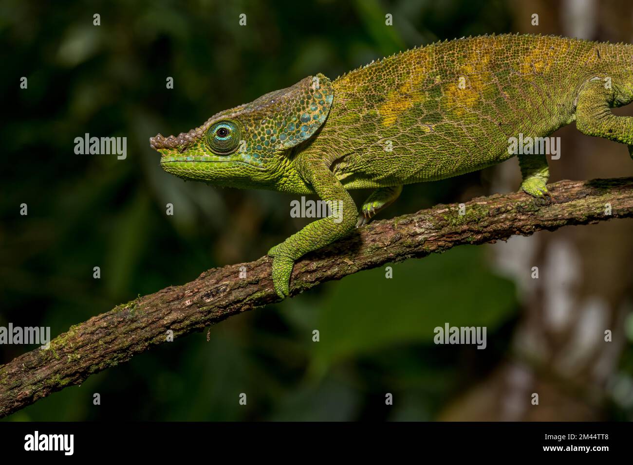 Malthes elephant-eared chameleon (Calumma cf. malthe), Marojejy ...