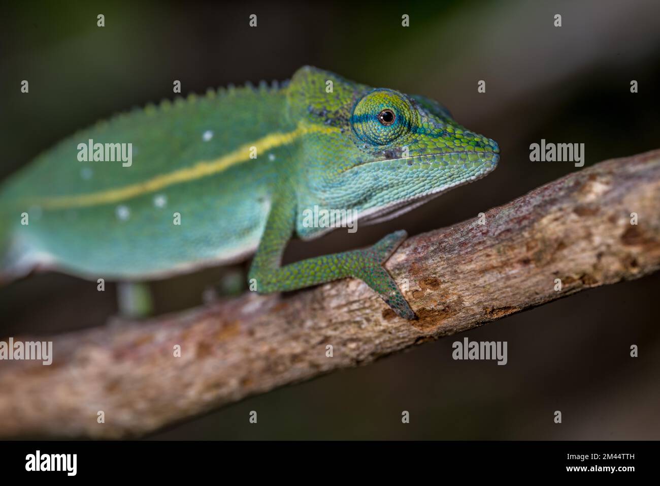 (Calumma guillaumeti), Marojejy National Park, Madagascar Stock Photo ...