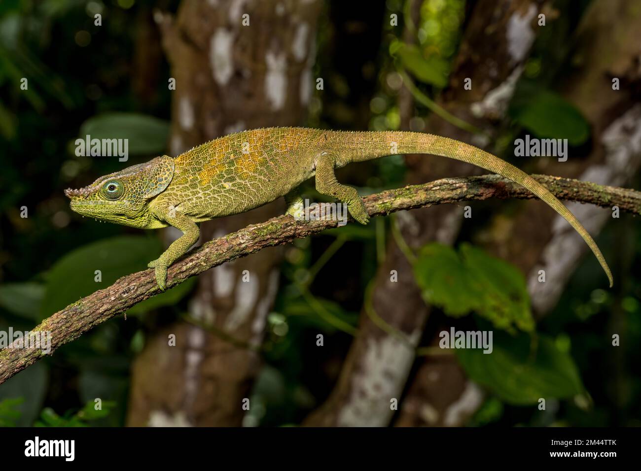 Malthes elephant-eared chameleon (Calumma cf. malthe), Marojejy ...