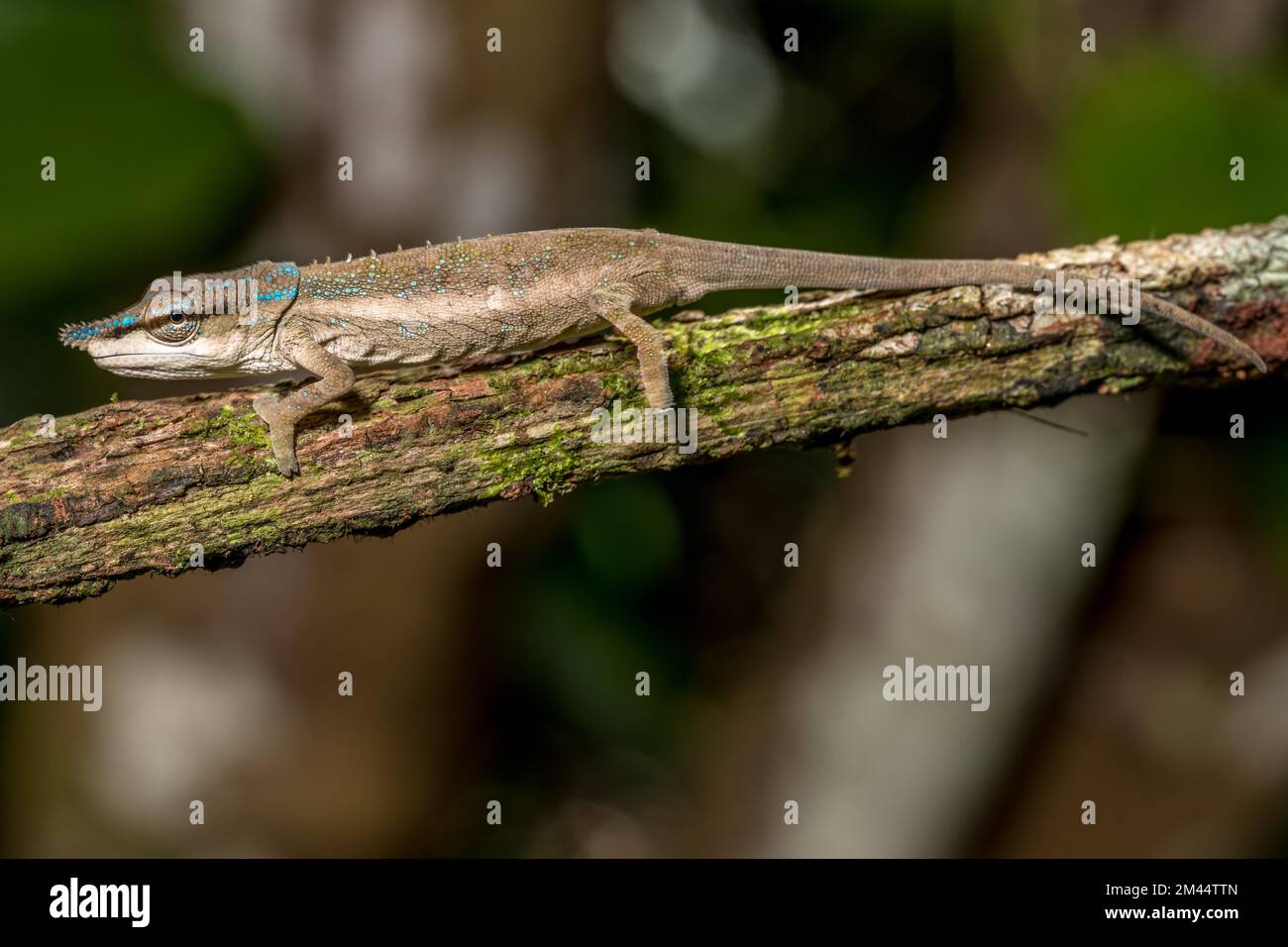 Uetz Vetchling Chameleon (Calumma uetzi), Marojejy National Park ...