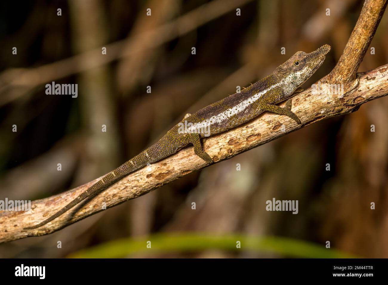 Radama calumma radamanus (Calumma cf. radamanus), Marojejy National ...