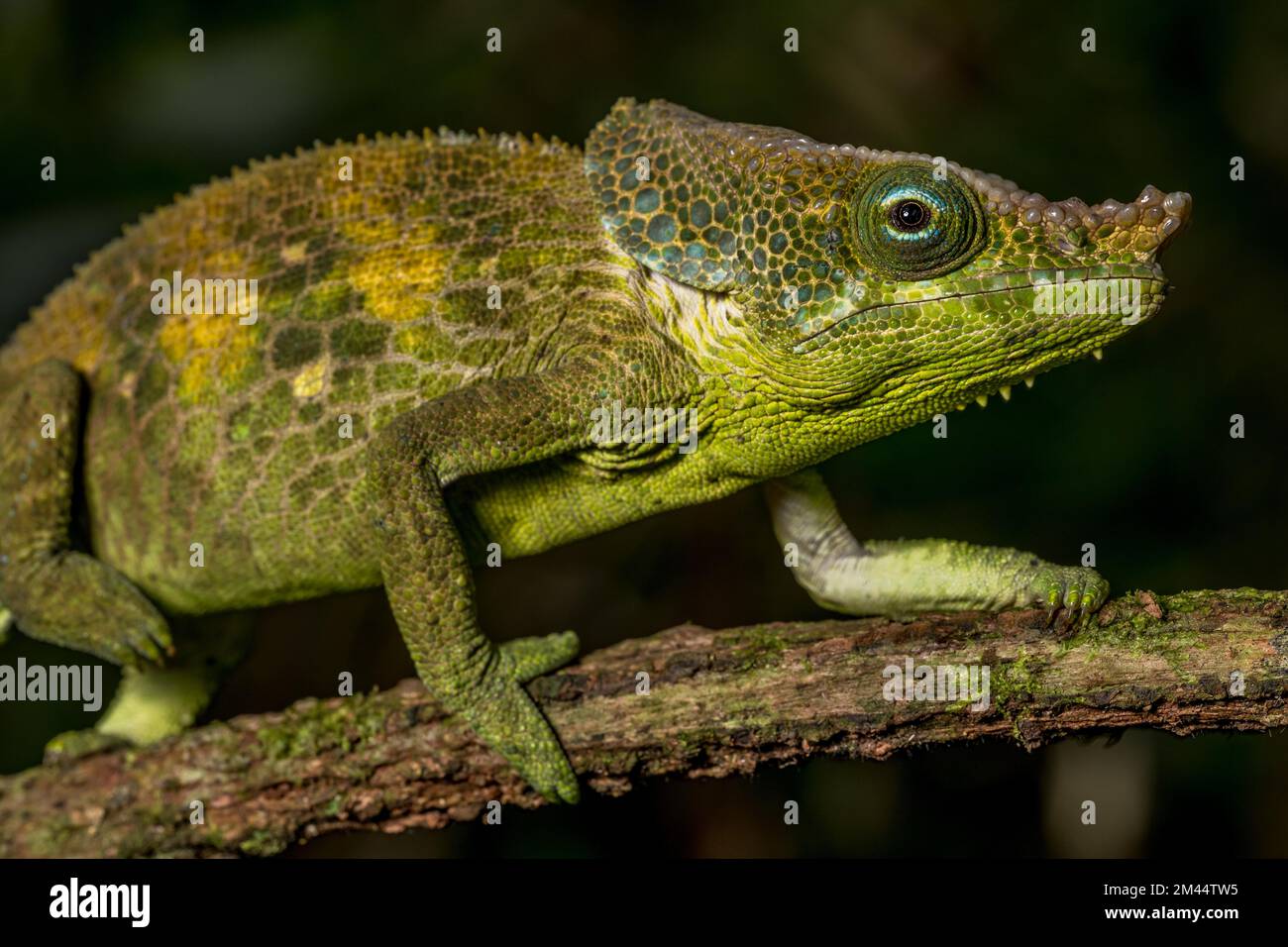 Malthes elephant-eared chameleon (Calumma cf. malthe), Marojejy ...