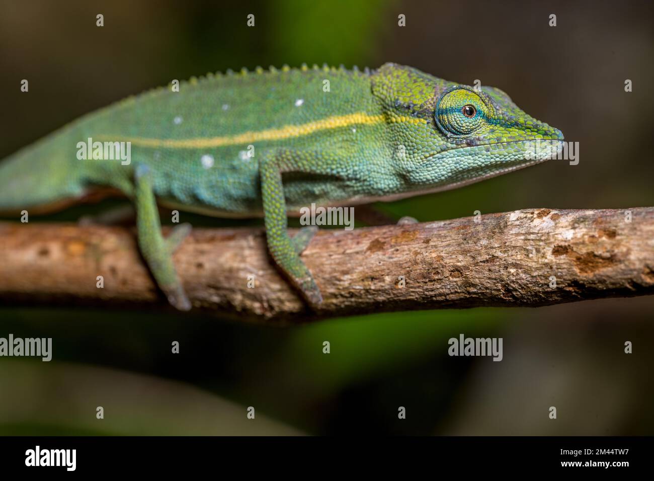 Madagascar marojejy national park hi-res stock photography and images ...