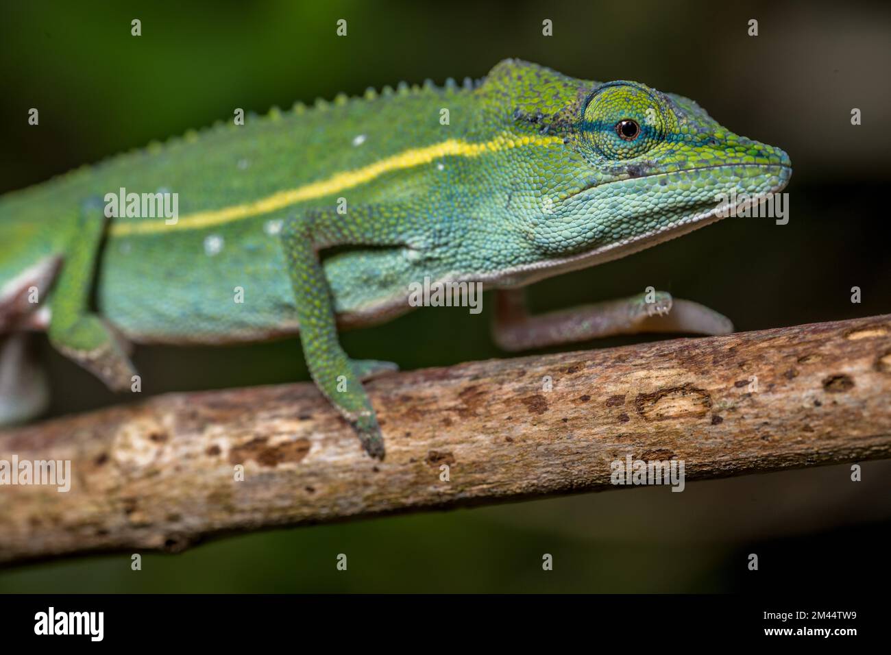 (Calumma guillaumeti), Marojejy National Park, Madagascar Stock Photo ...