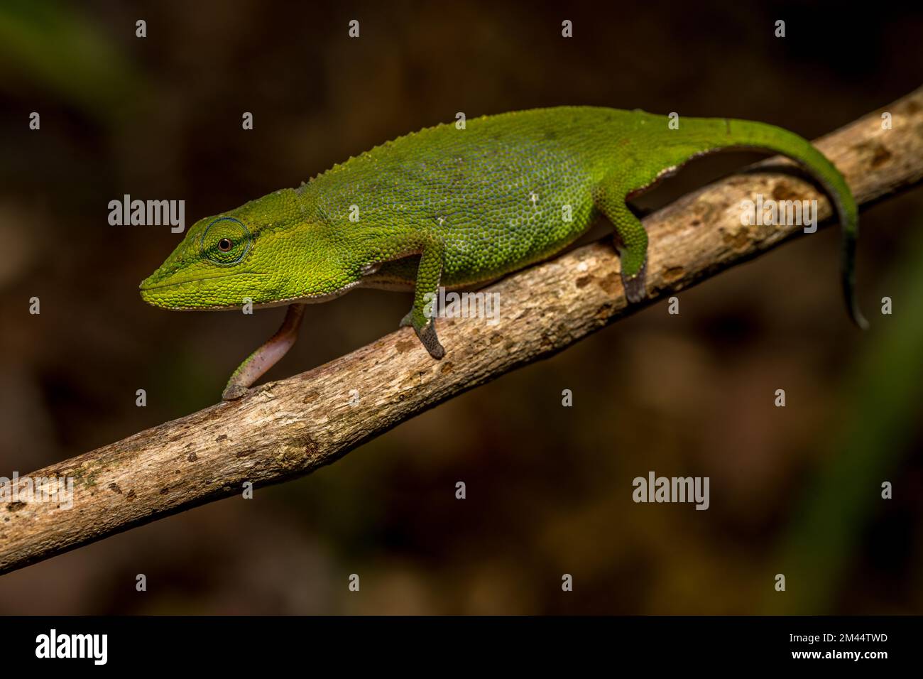 (Calumma guillaumeti), Marojejy National Park, Madagascar Stock Photo ...