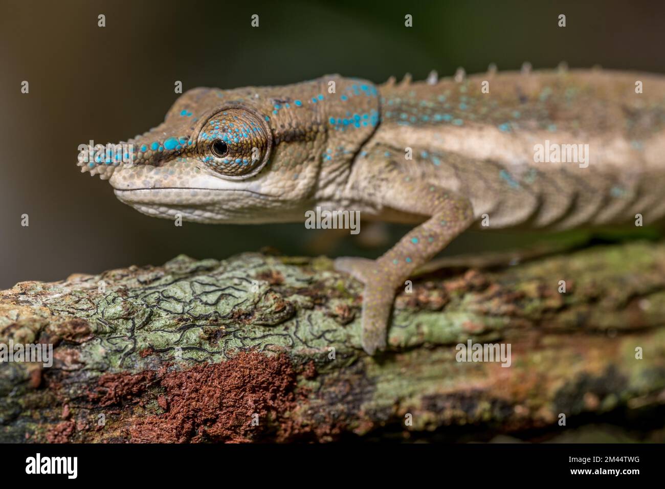 Uetz Vetchling Chameleon (Calumma uetzi), Marojejy National Park ...