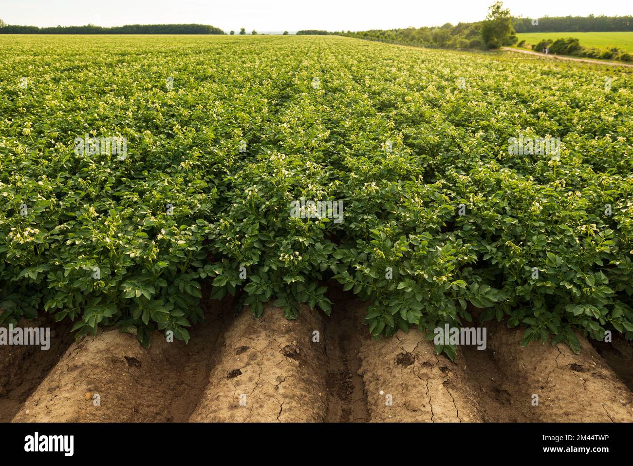 The potato plants growing in a field Stock Photo - Alamy