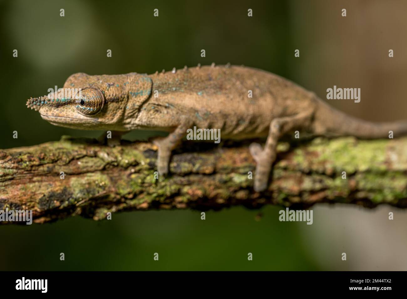 Uetz Vetchling Chameleon (Calumma uetzi), Marojejy National Park ...