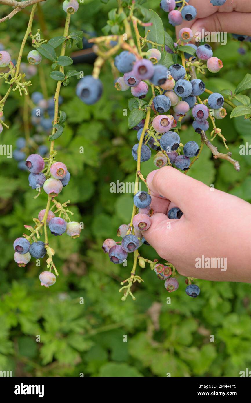 A field of blueberries to pick. A kid picking berries close-up ...