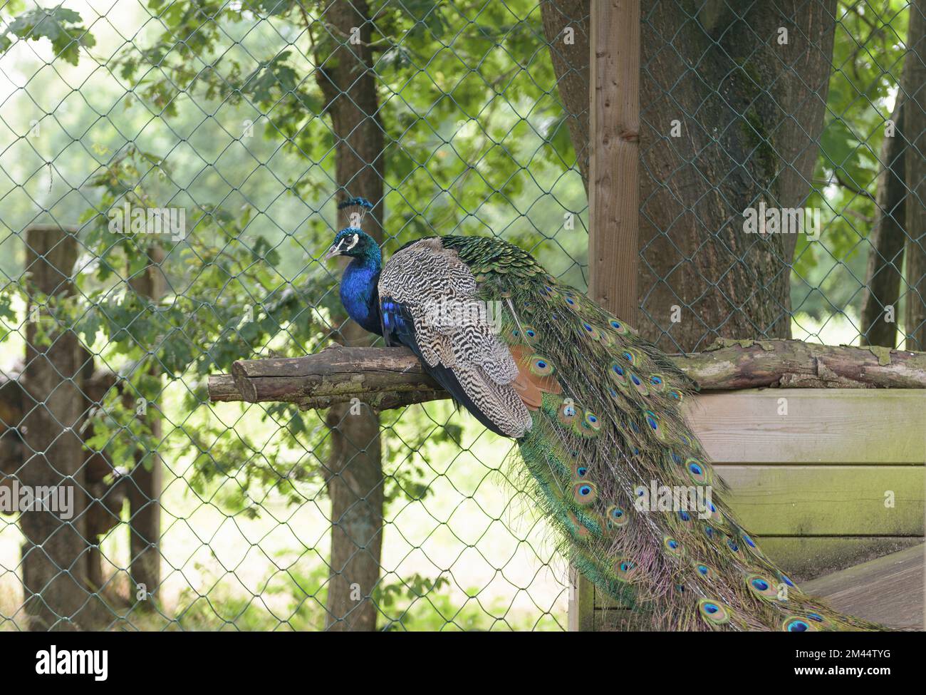 A male peacock sitting in an aviary on a stand. Rear view of folded tail Stock Photo - Alamy