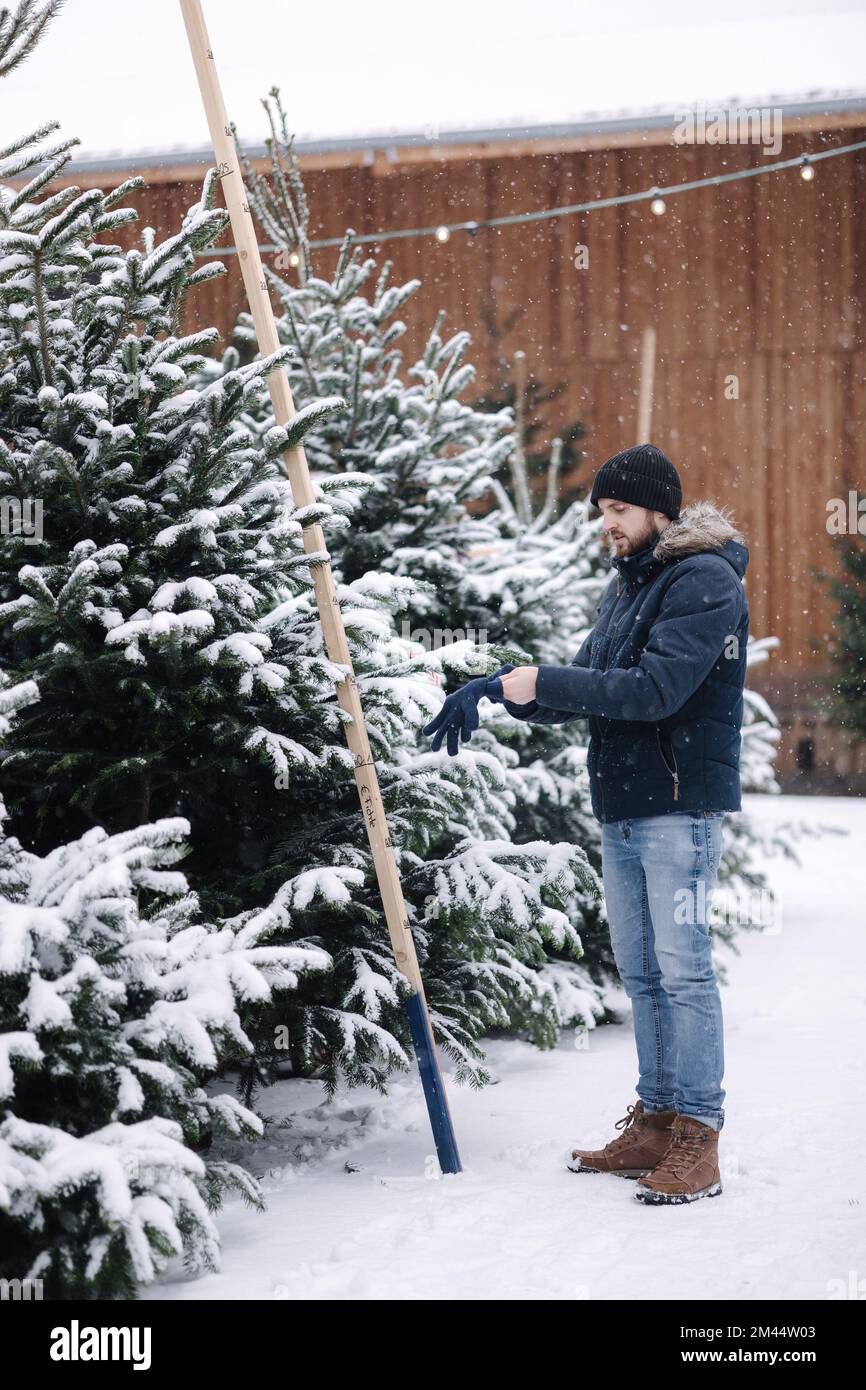 Handsome man measuring Christmas tree outdoor. Man choose fir tree for ...