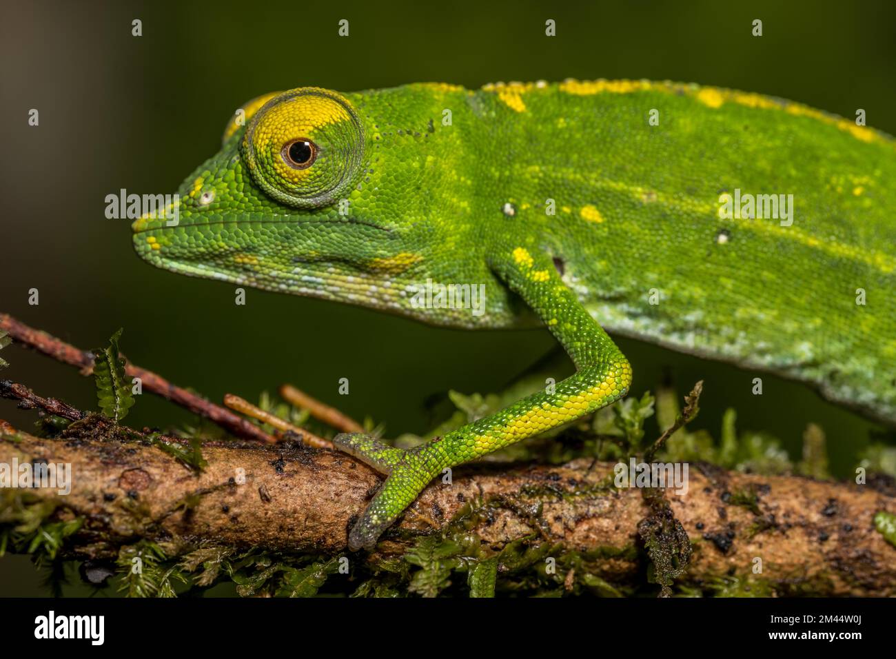 Marojejy chameleon (Calumma marojezense), Marojejy National Park ...