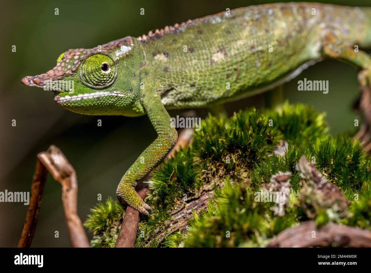 Will's two-horned chameleon, Marojejy National Park, canopy chameleon ...
