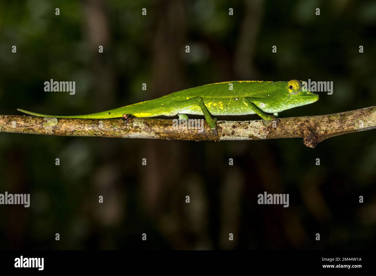 Marojejy chameleon (Calumma marojezense), Marojejy National Park ...