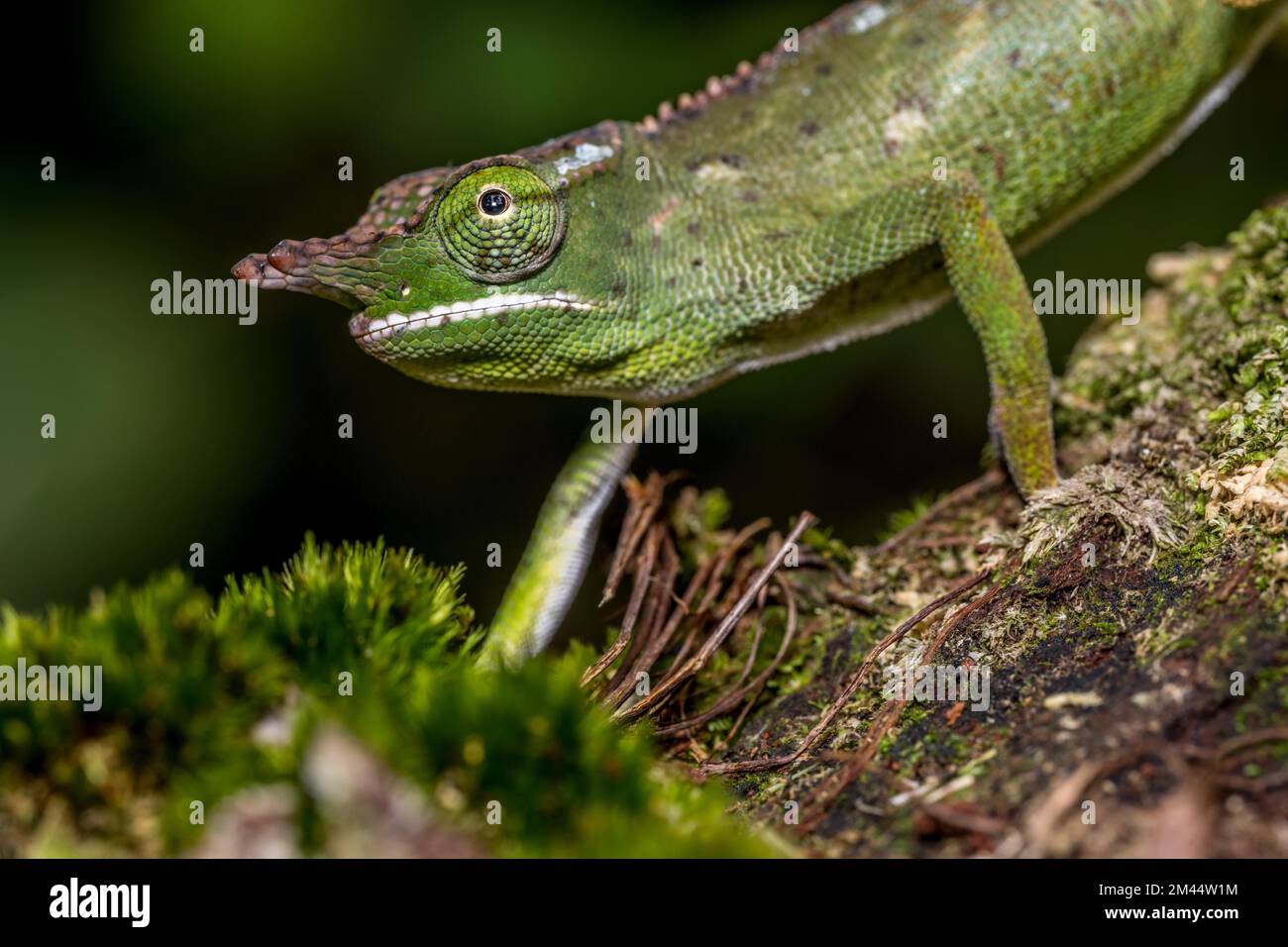 Will's two-horned chameleon, Marojejy National Park, canopy chameleon ...
