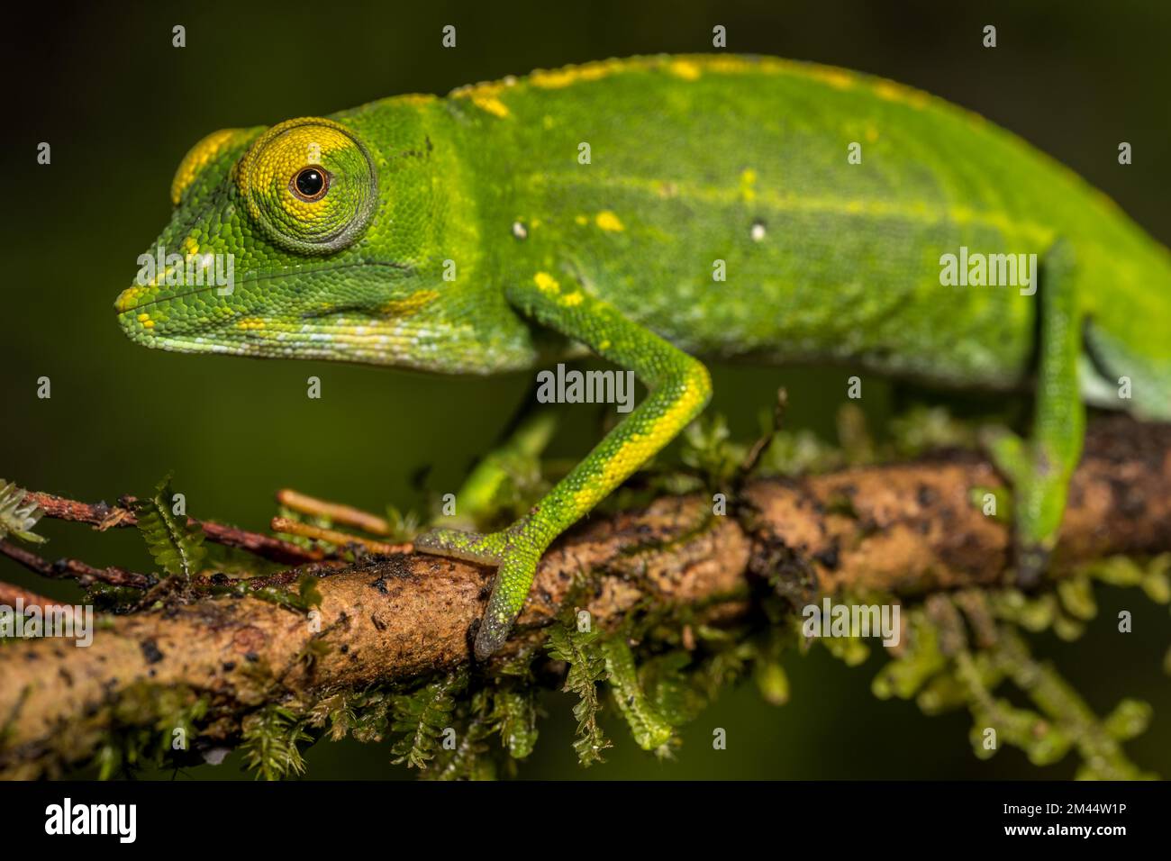 Marojejy chameleon (Calumma marojezense), Marojejy National Park ...