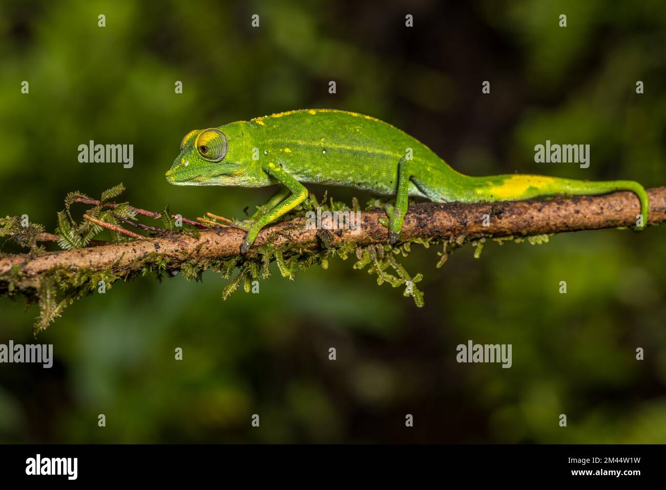 Marojejy chameleon (Calumma marojezense), Marojejy National Park ...