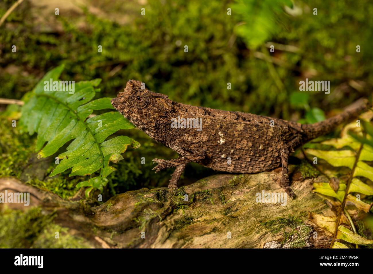 Antakarana ground chameleon (Brookesia antakarana), Montagne d Ambre ...