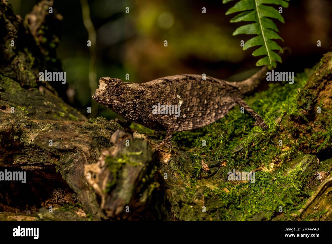 Antakarana ground chameleon (Brookesia antakarana), Montagne d Ambre ...