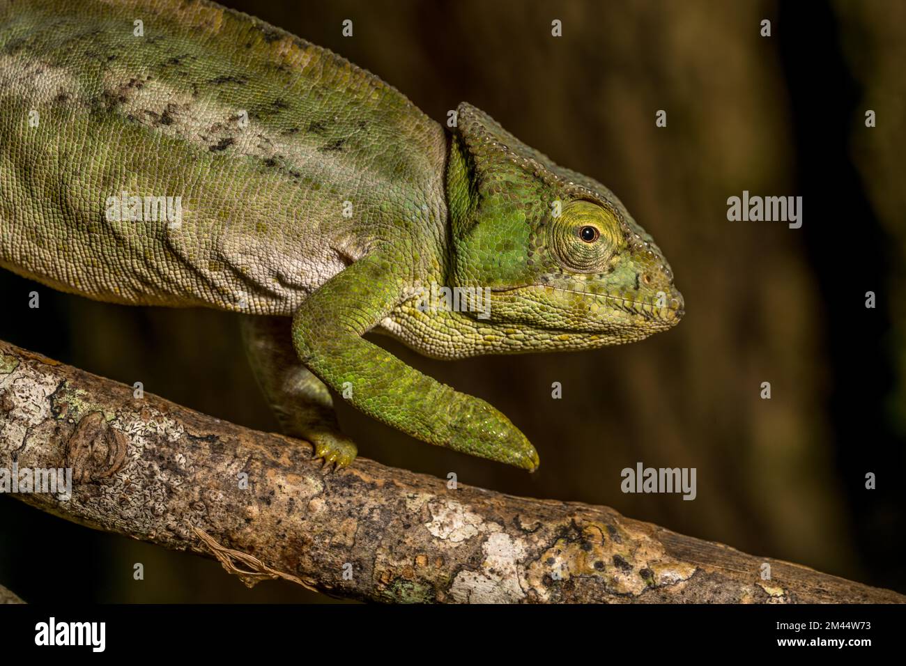 Amber Mountain amber chamaeleon (Calumma ambreense), Montagne d Ambre ...