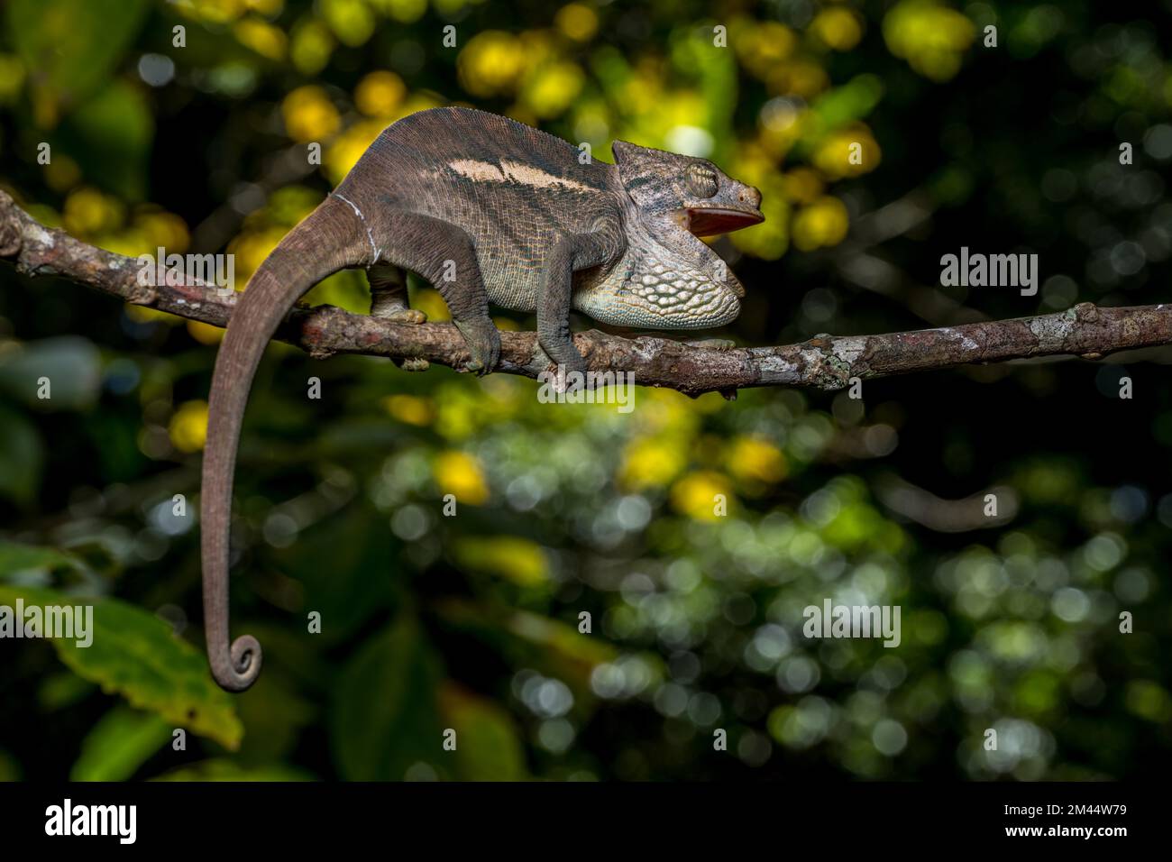 Amber Mountain amber chamaeleon (Calumma ambreense), Montagne d Ambre ...