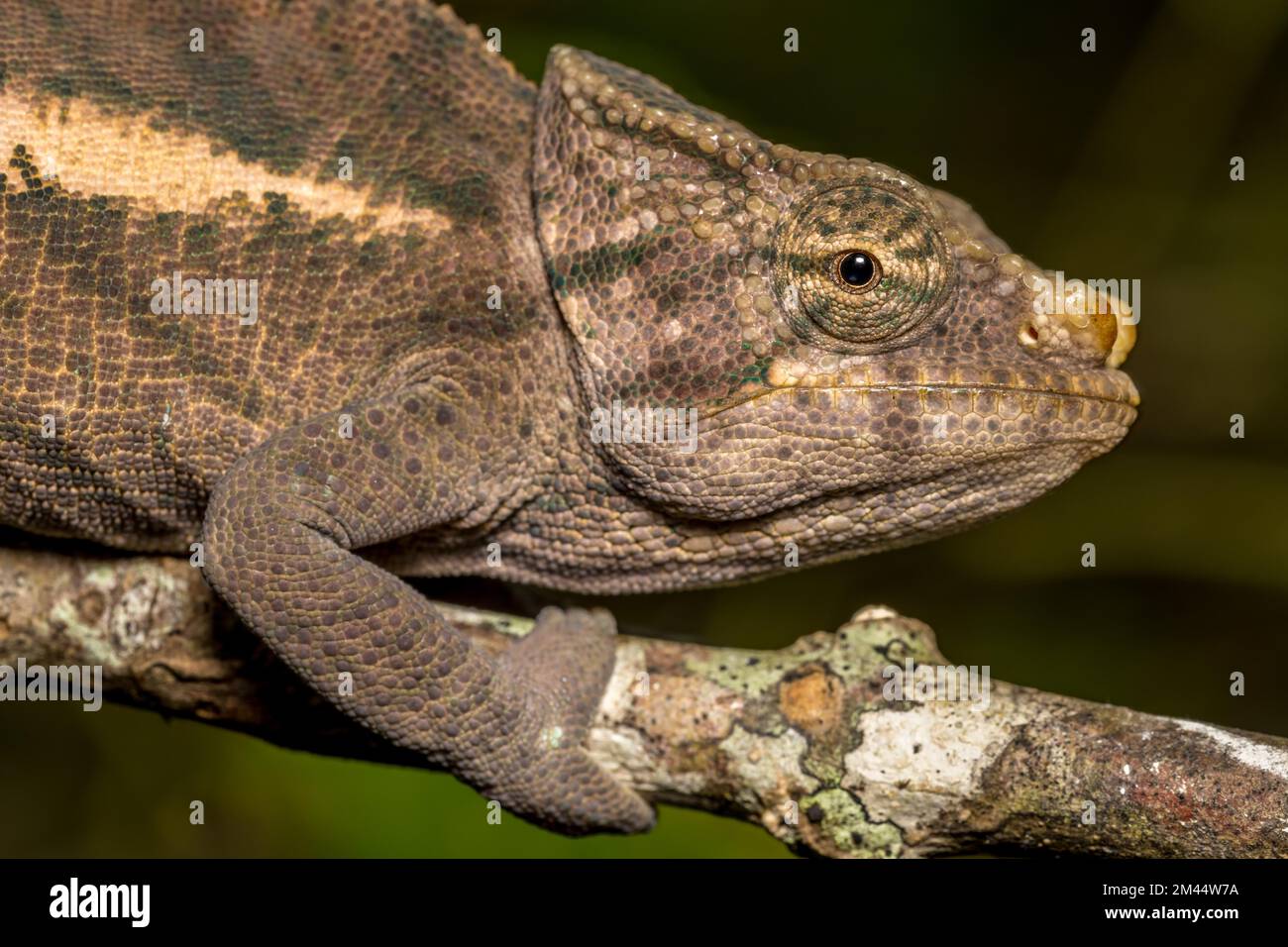 Amber Mountain amber chamaeleon (Calumma ambreense), Montagne d Ambre ...