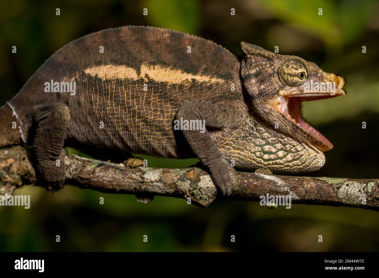 Amber Mountain amber chamaeleon (Calumma ambreense), Montagne d Ambre ...