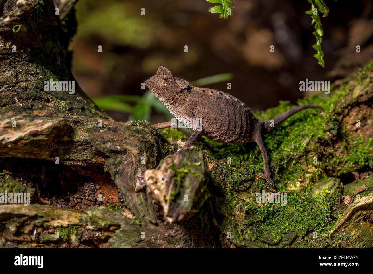 Antakarana ground chameleon (Brookesia antakarana), Montagne d Ambre ...