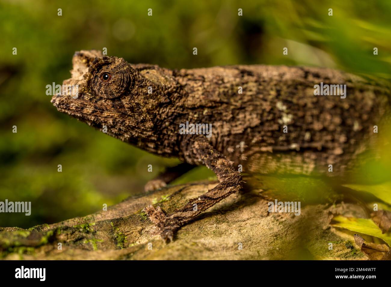 Antakarana ground chameleon (Brookesia antakarana), Montagne d Ambre ...