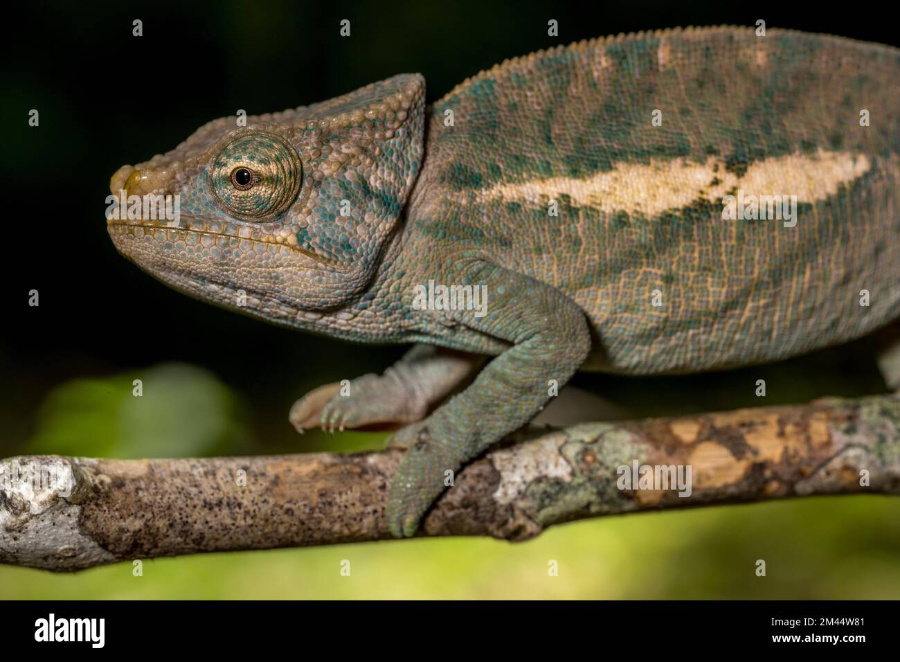 Amber Mountain amber chamaeleon (Calumma ambreense), Montagne d Ambre ...