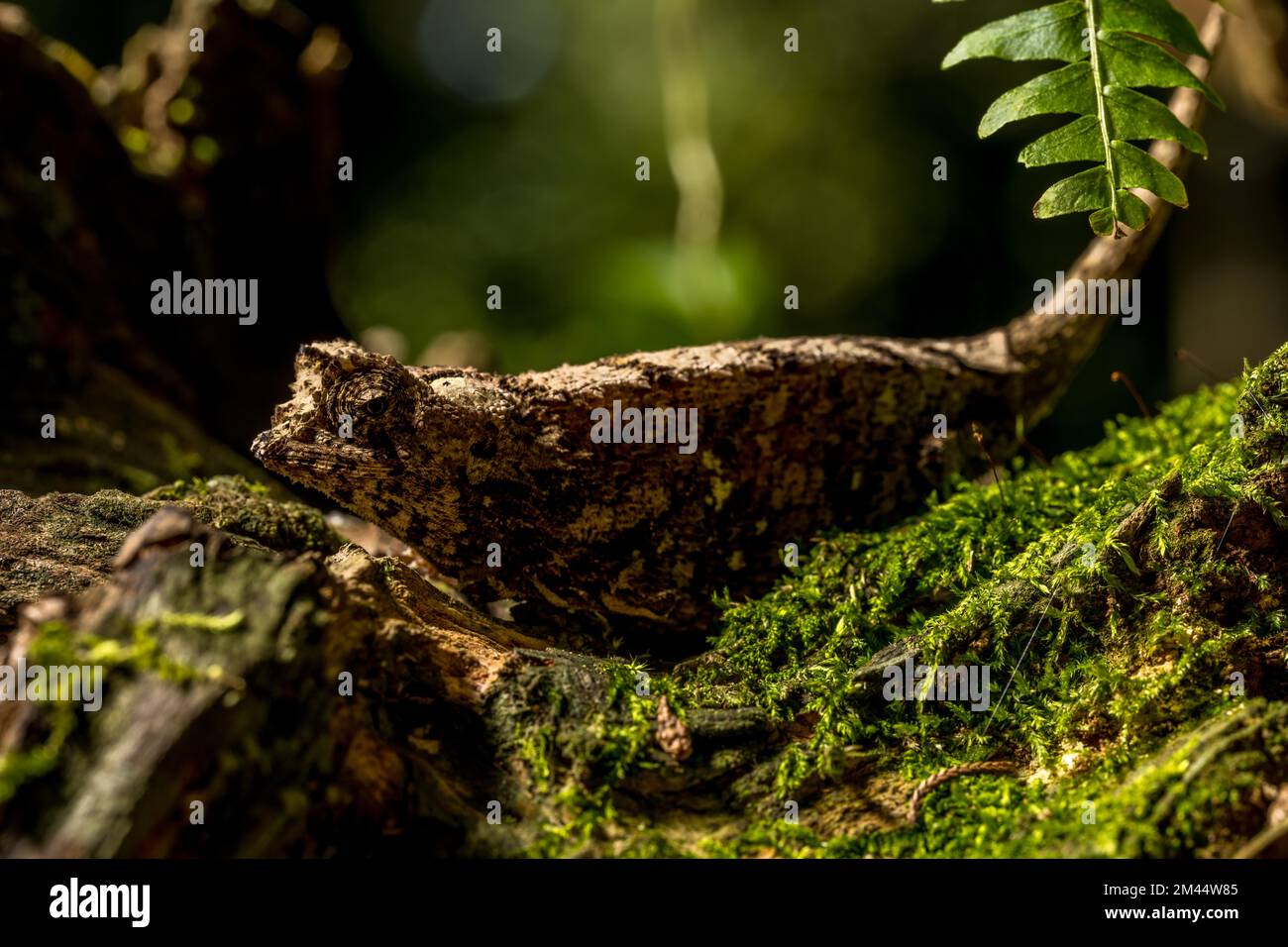 Antakarana ground chameleon (Brookesia antakarana), Montagne d Ambre ...
