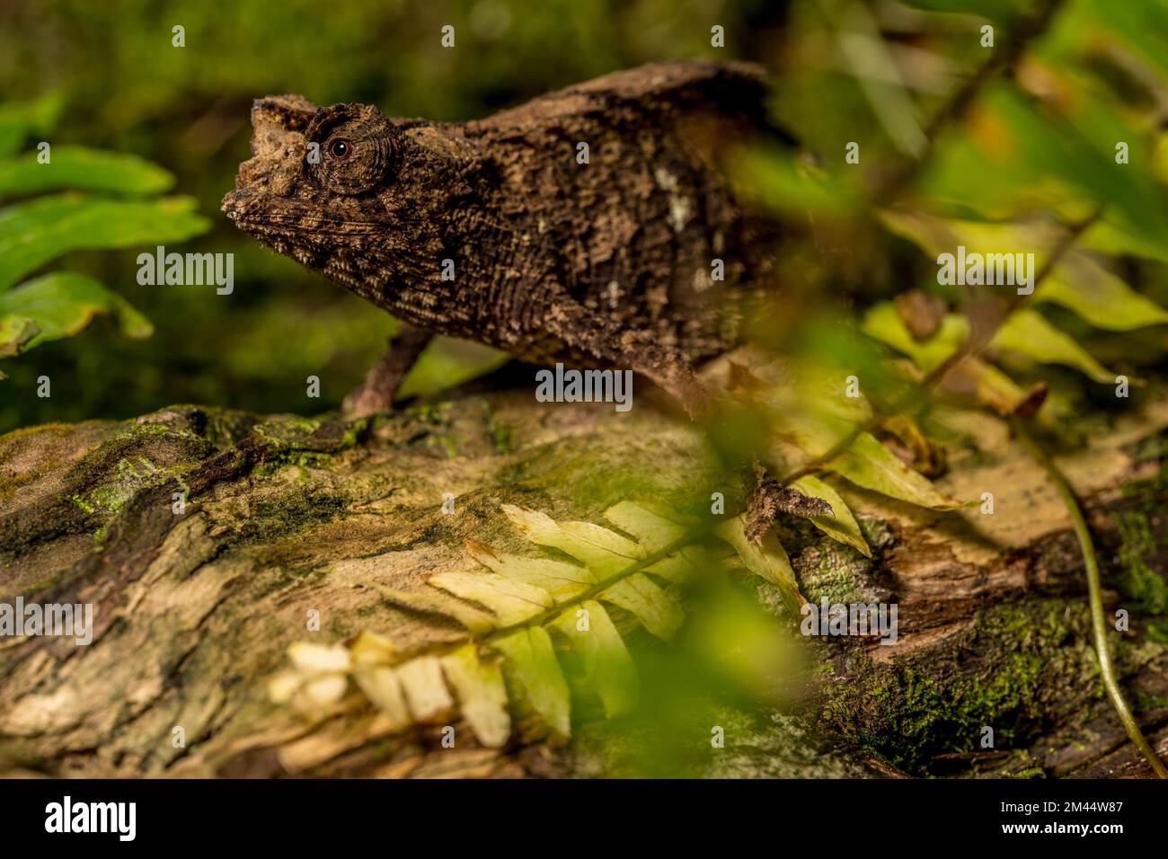 Antakarana ground chameleon (Brookesia antakarana), Montagne d Ambre ...