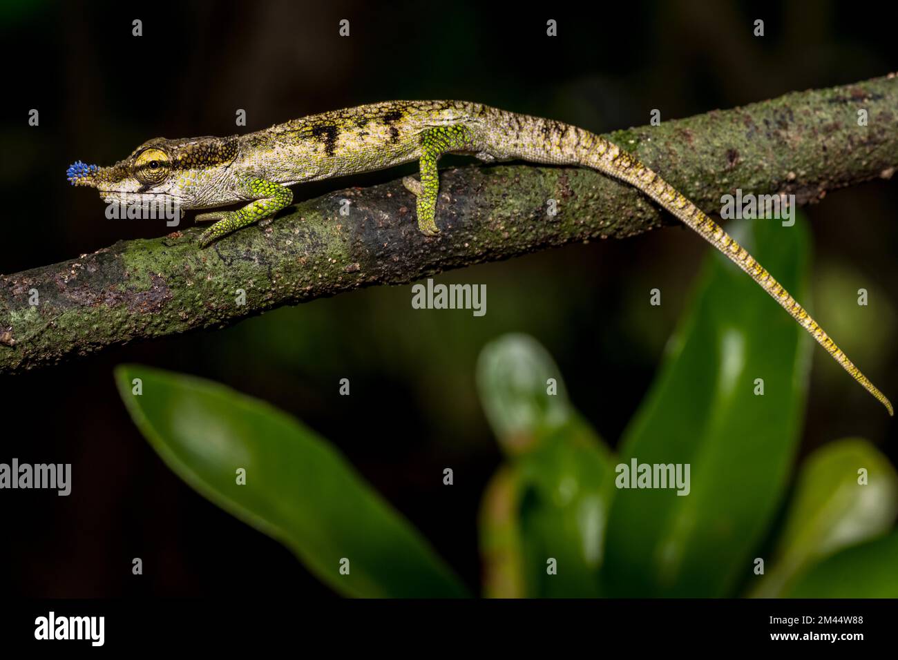 Blue-nosed Chameleon (Calumma linotum), Montagne d Ambre National Park ...