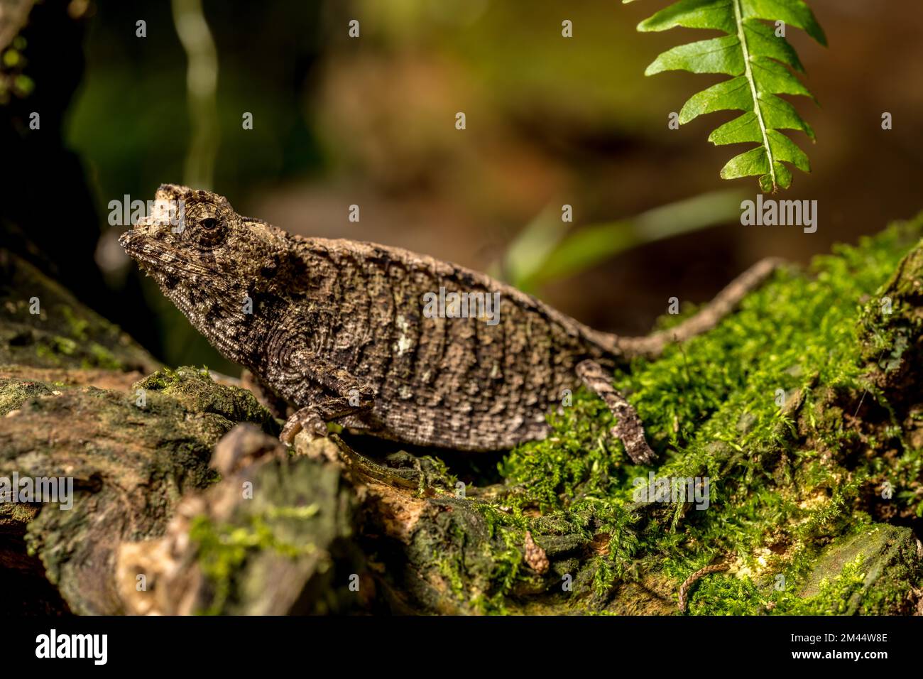 Antakarana ground chameleon (Brookesia antakarana), Montagne d Ambre ...