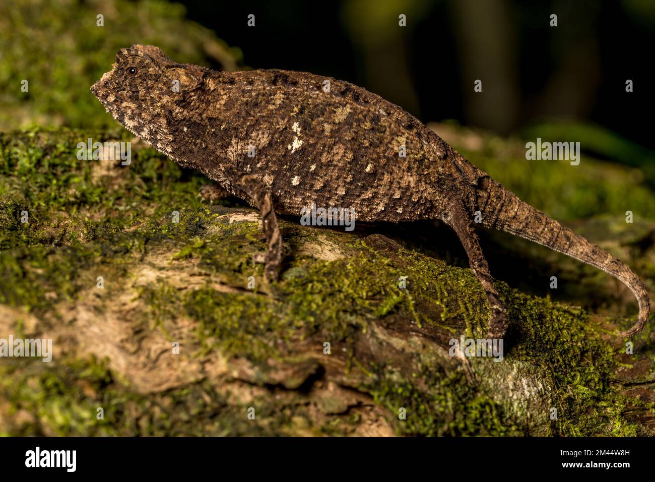 Antakarana ground chameleon (Brookesia antakarana), Montagne d Ambre ...
