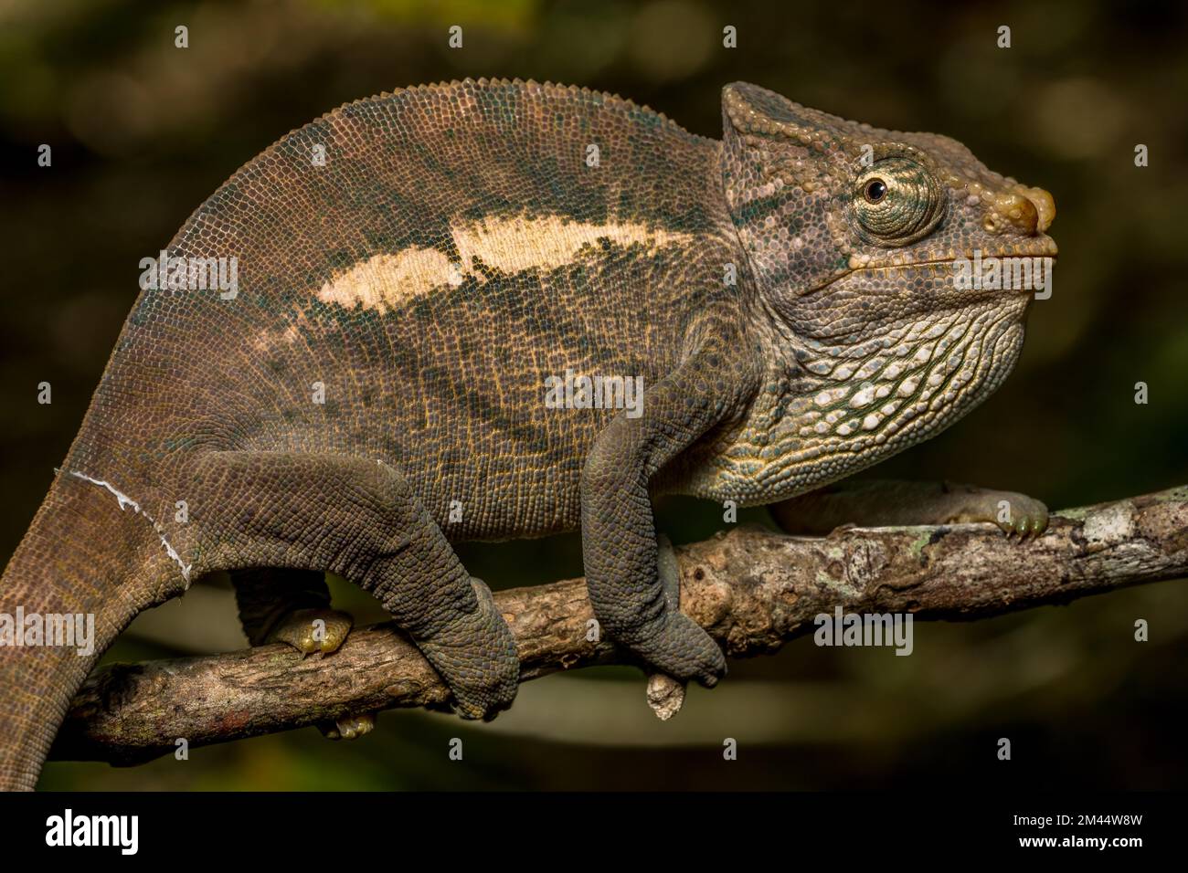 Amber Mountain amber chamaeleon (Calumma ambreense), Montagne d Ambre ...
