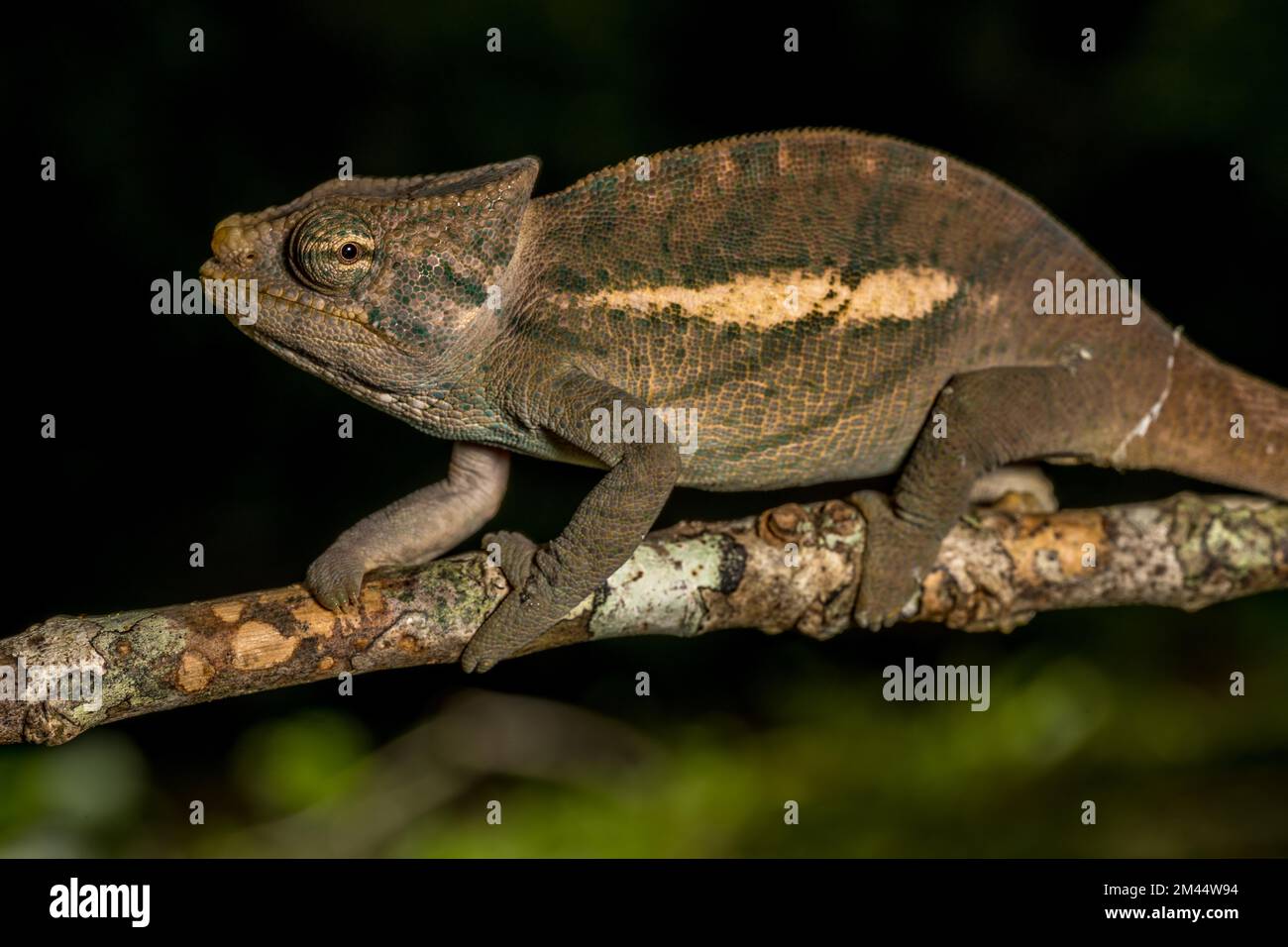 Amber Mountain amber chamaeleon (Calumma ambreense), Montagne d Ambre ...