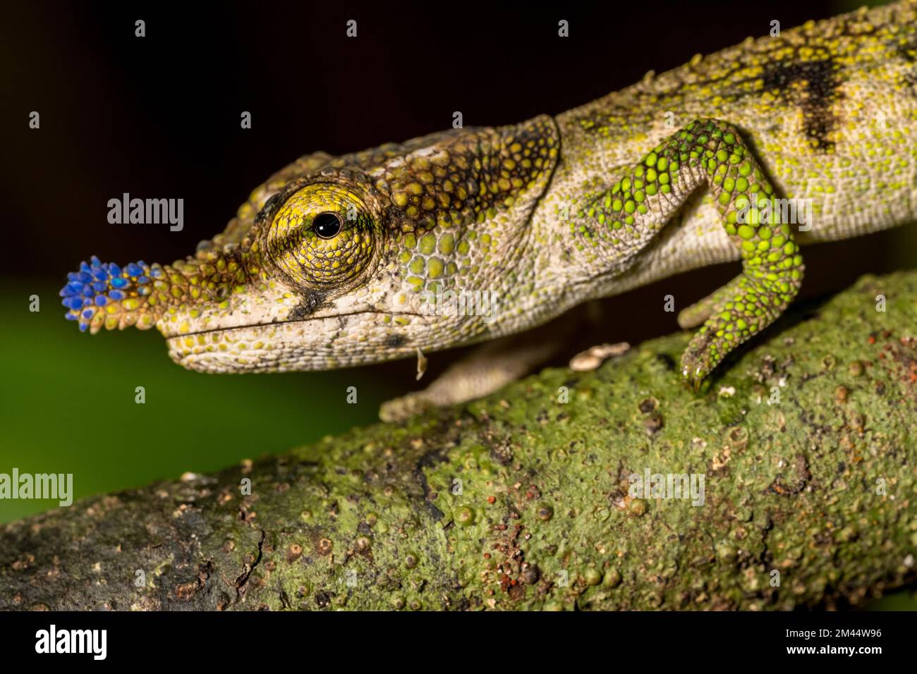 Blue-nosed Chameleon (Calumma linotum), Montagne d Ambre National Park ...