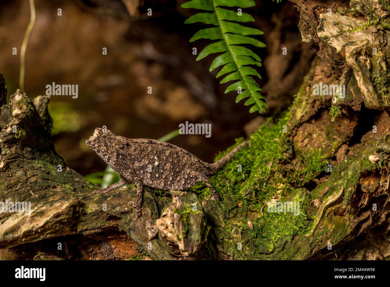 Antakarana ground chameleon (Brookesia antakarana), Montagne d Ambre ...