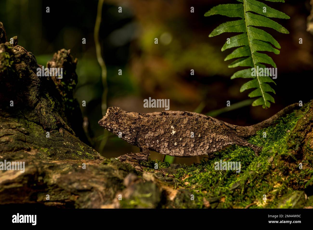 Antakarana ground chameleon (Brookesia antakarana), Montagne d Ambre ...
