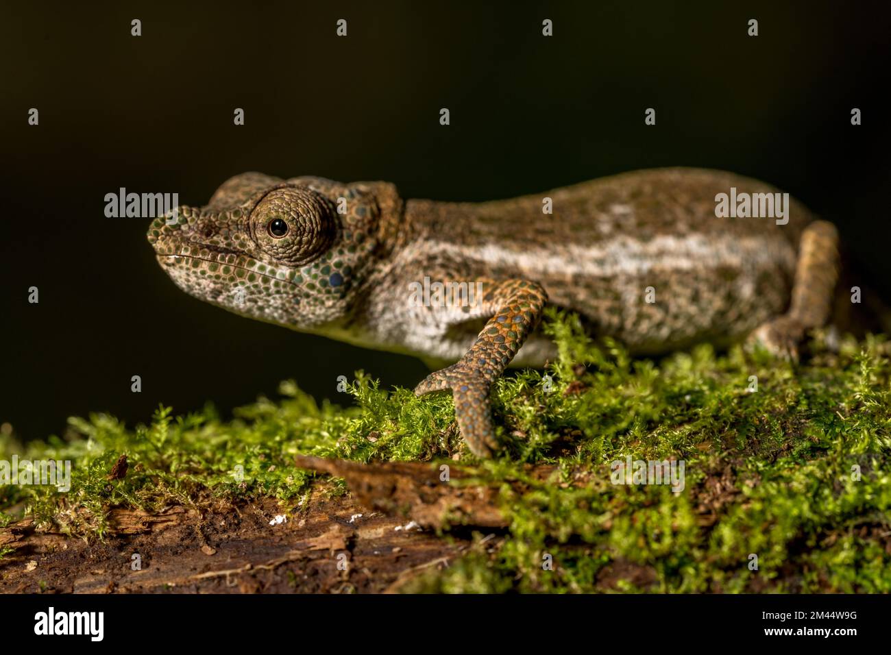 Calumma radamanus hi-res stock photography and images - Alamy