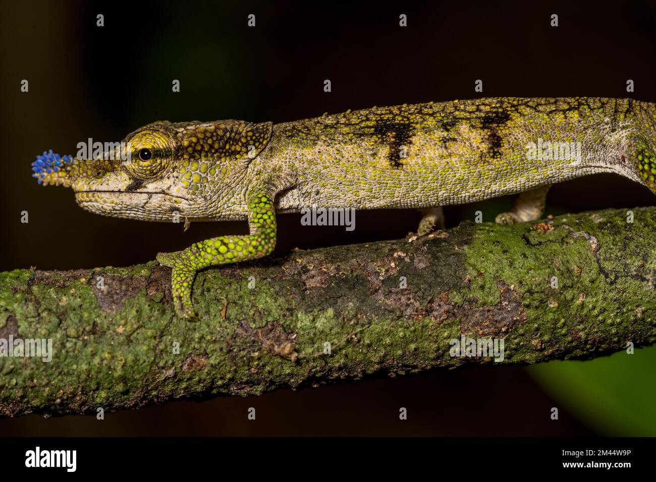 Blue-nosed Chameleon (Calumma linotum), Montagne d Ambre National Park ...