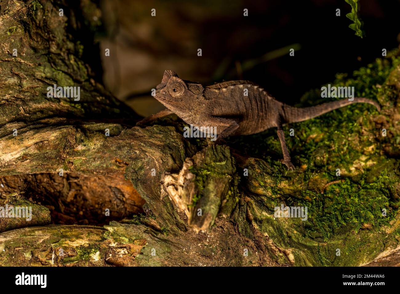 Antakarana ground chameleon (Brookesia antakarana), Montagne d Ambre ...